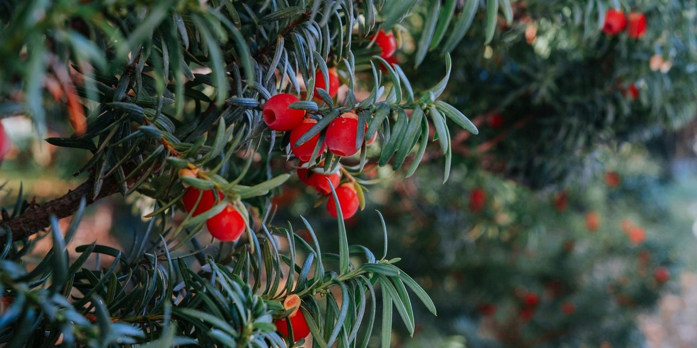 The World's Deadliest Plants Are Often Beautiful