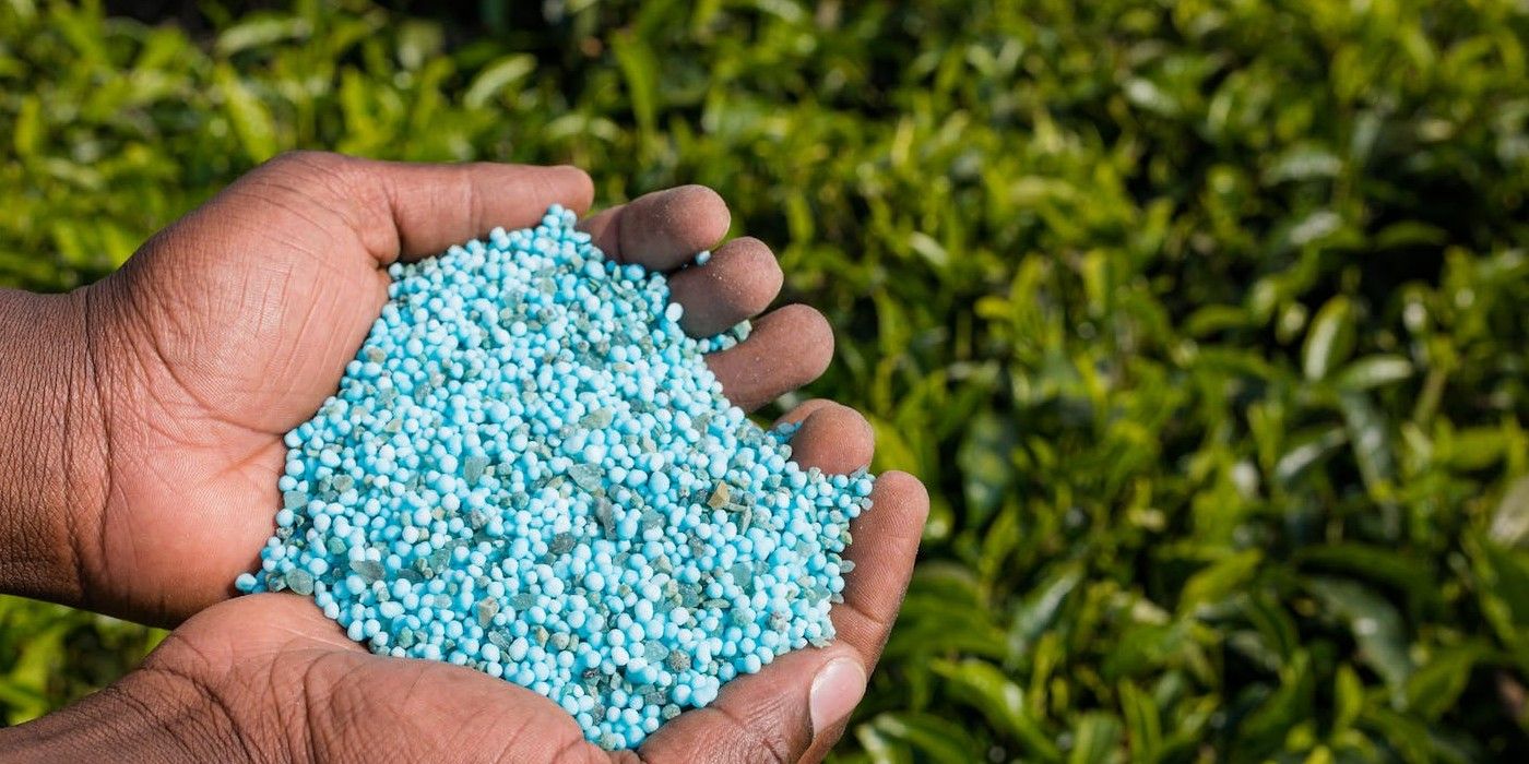 Keep Your Peacock Plant Thriving With These Expert Care Tips