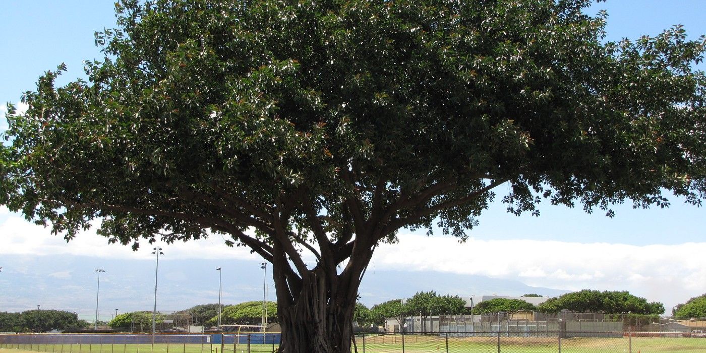 Ideas For Creating Your Own Living Root Bridge