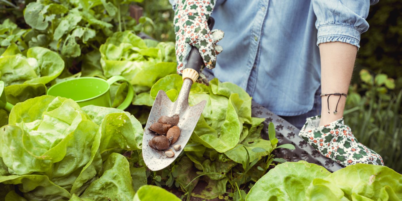 5 Pest and Bug Traps For Your Lawn