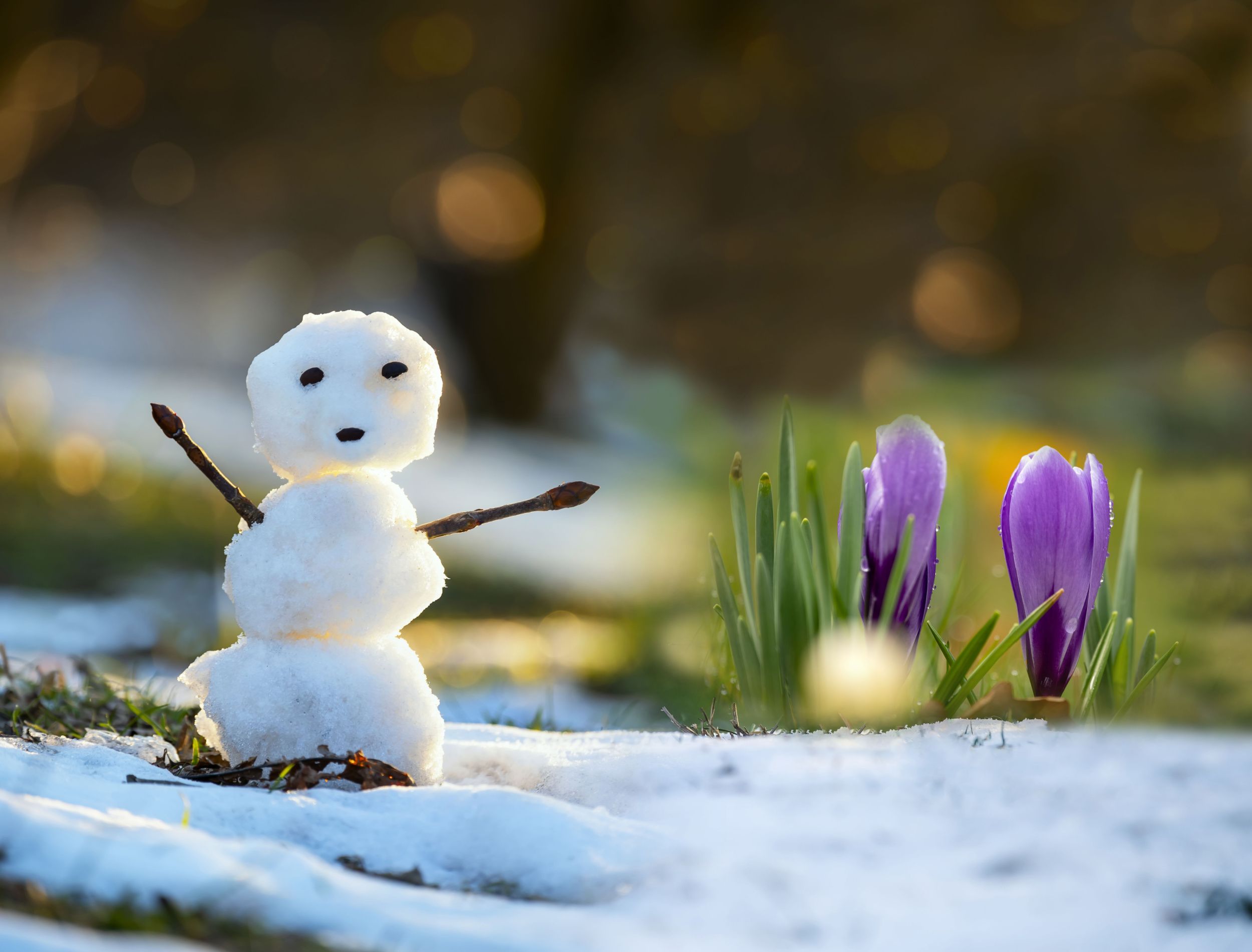 A Gardener's Guide to Outsmarting Winter's Deceptive Warmth