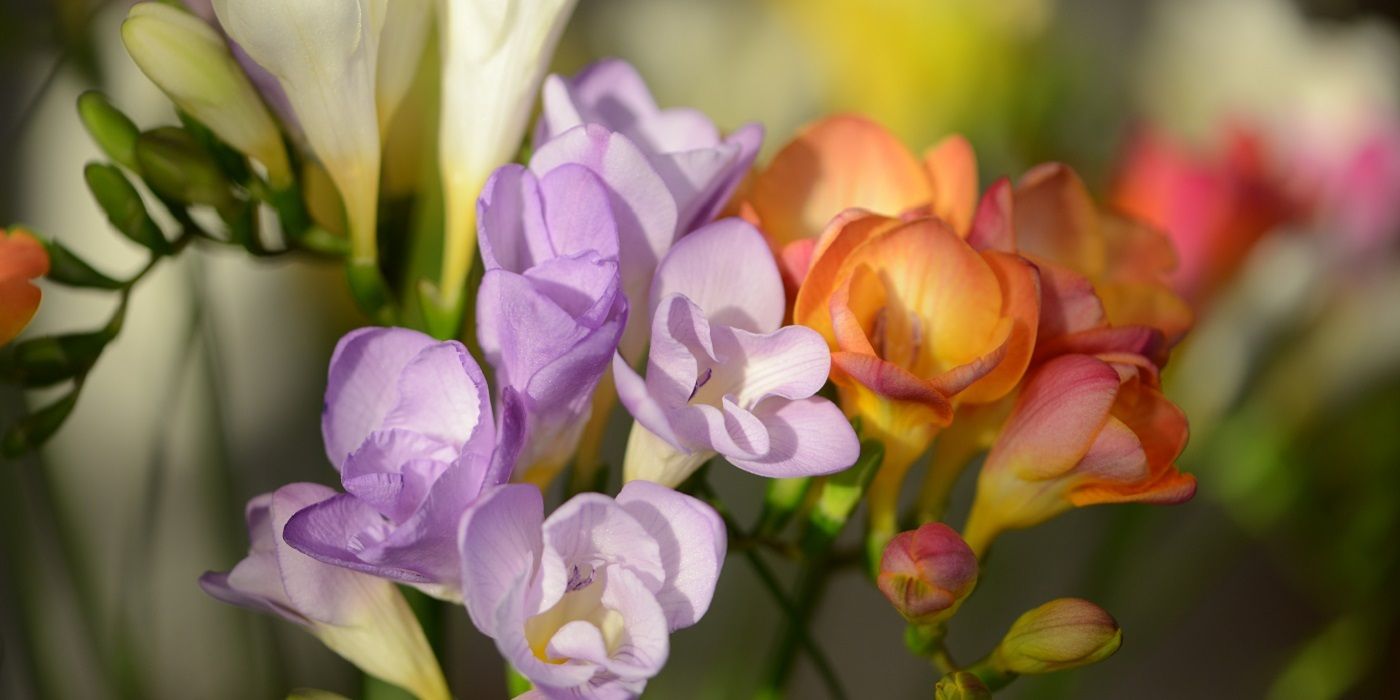 Beyond Roses: Unique Flower Options for Valentine's Day