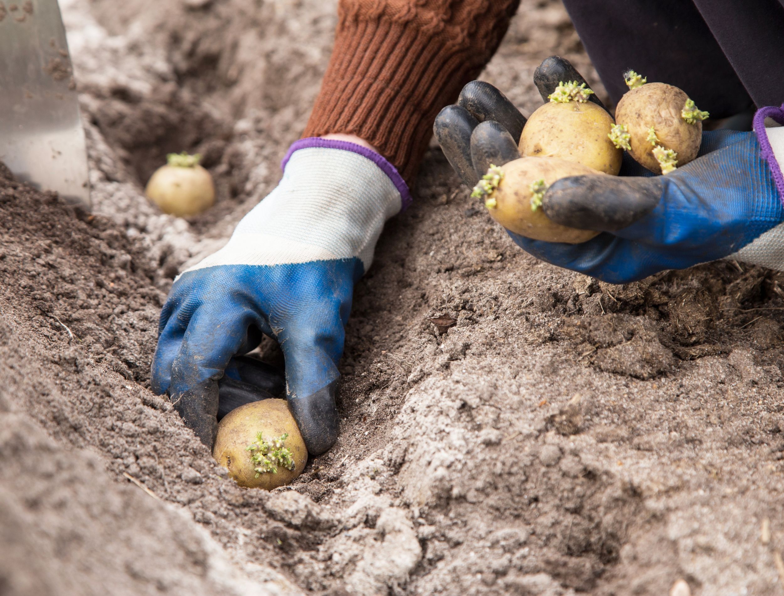 The Best 13 Houseplants for a Basement