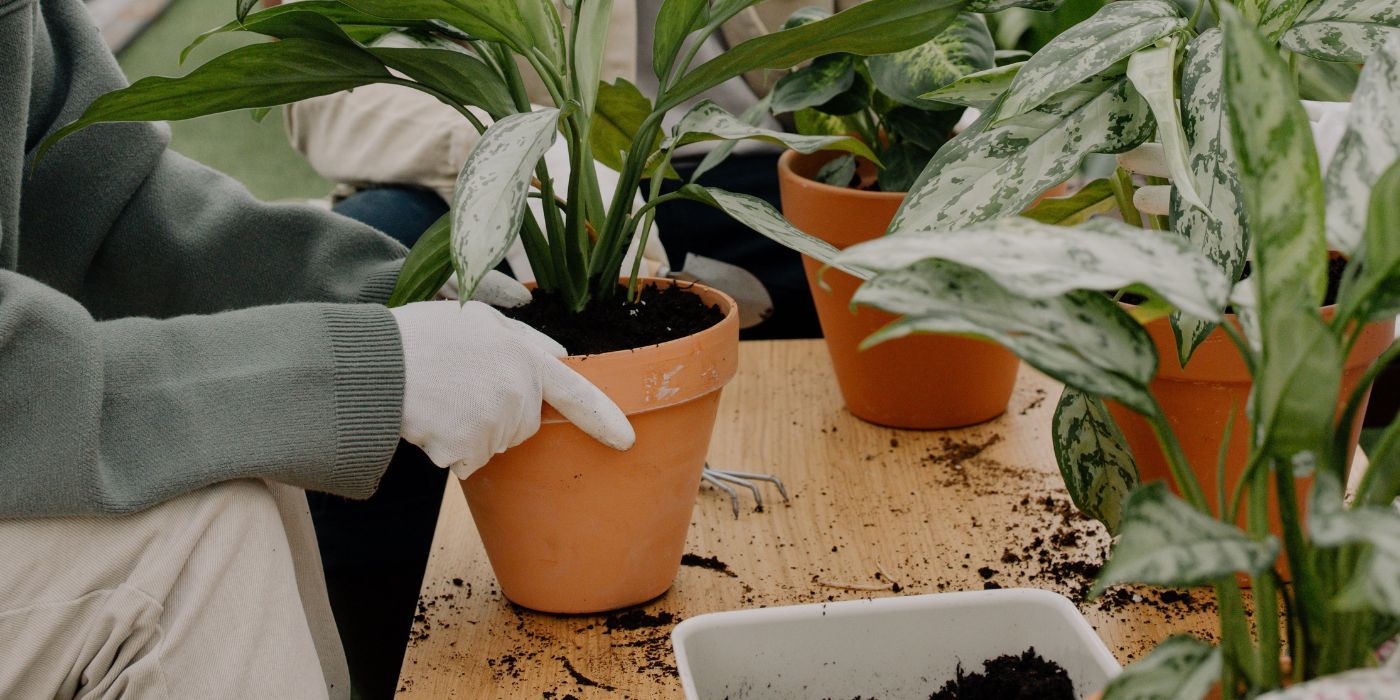 Clean Your Garden Pots the Right Way
