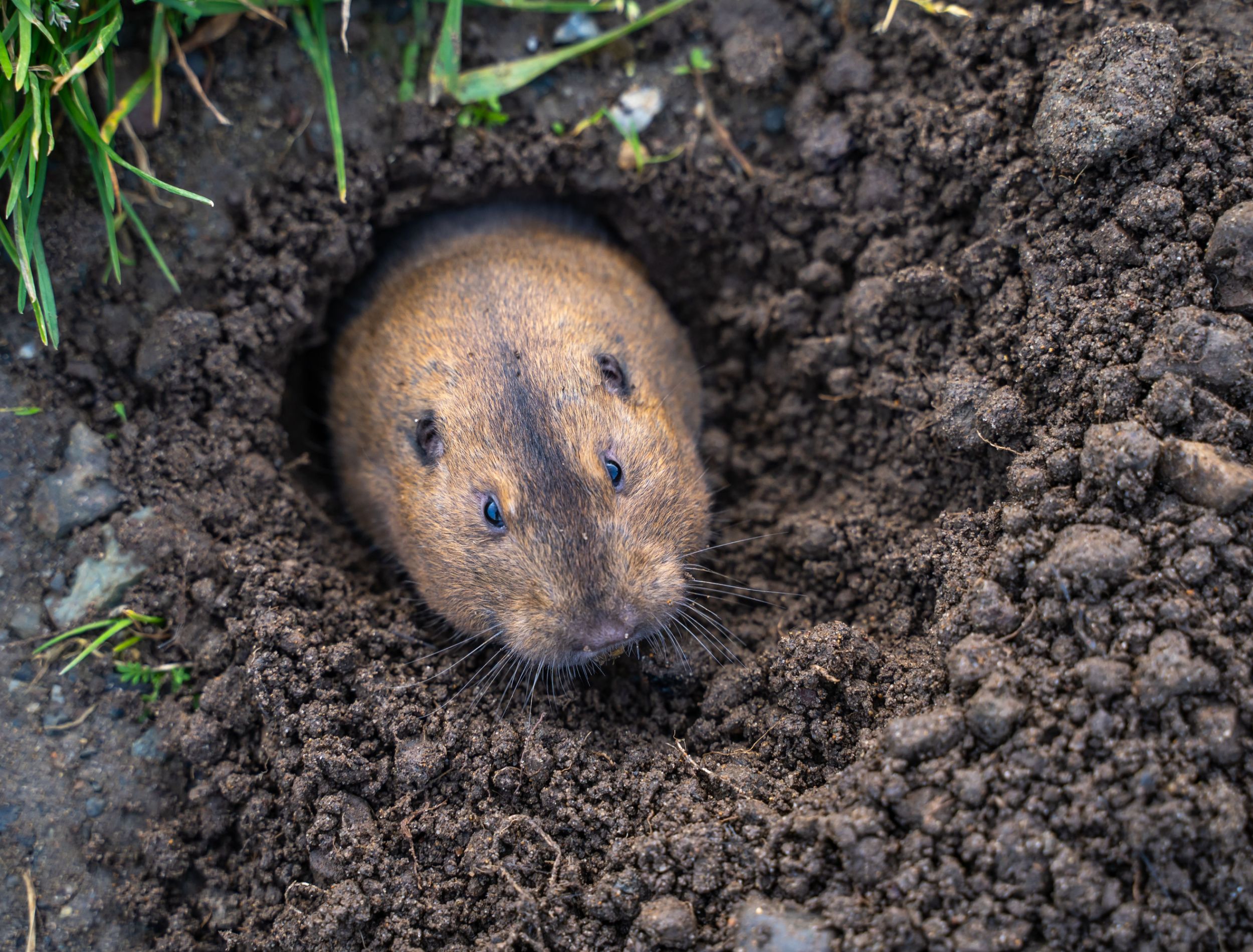 Proven Methods for Gopher Hole Control
