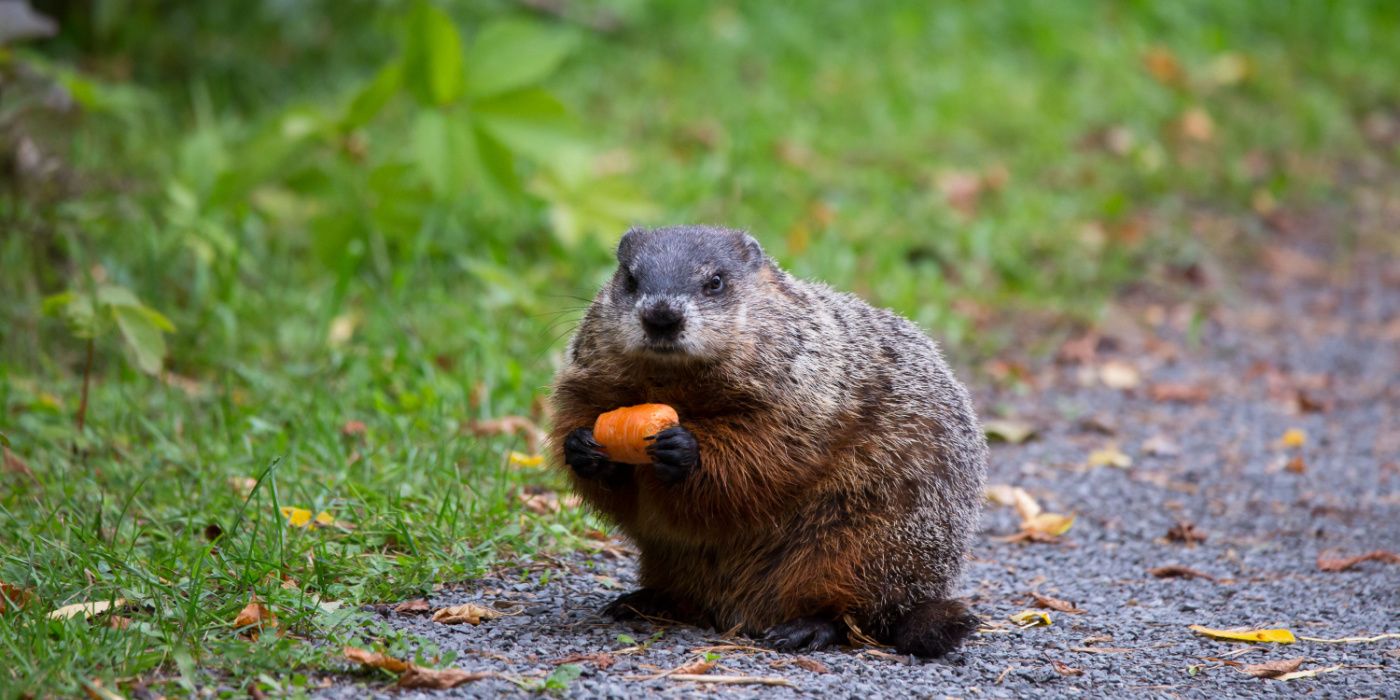 What To Do When Groundhogs Enter Your Yard