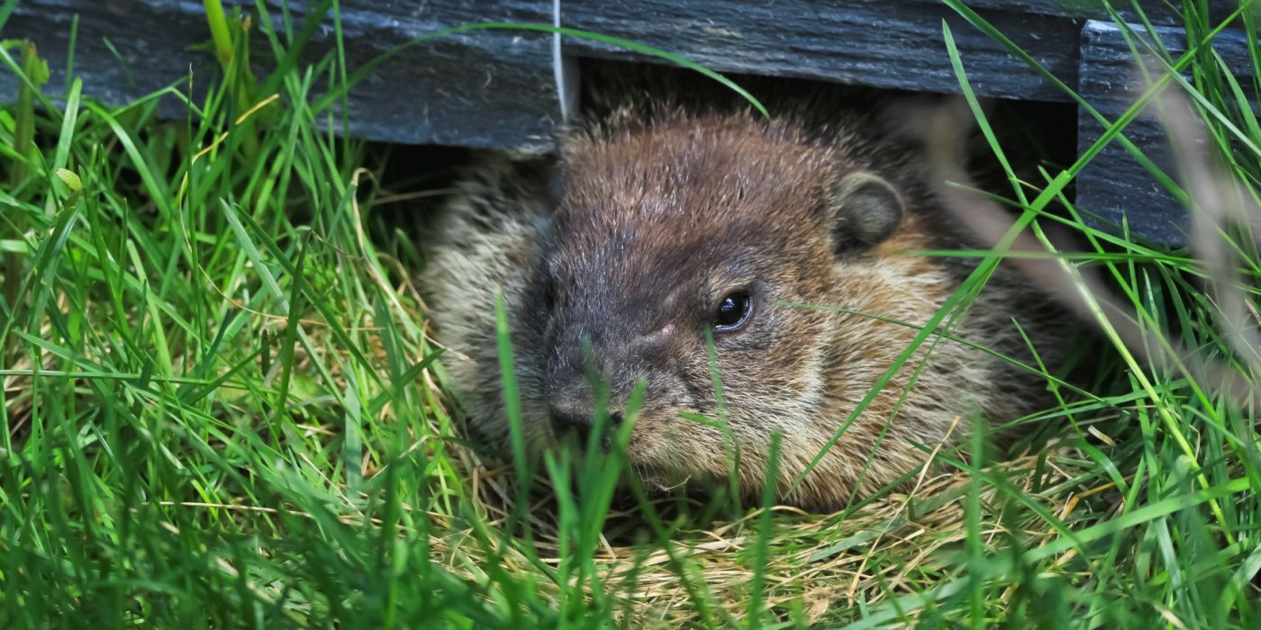 What To Do When Groundhogs Enter Your Yard
