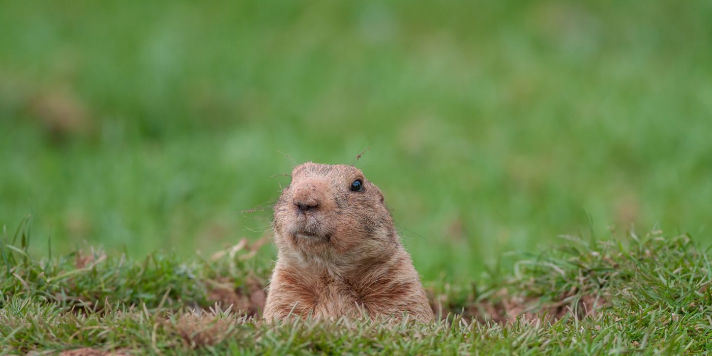 What To Do When Groundhogs Enter Your Yard