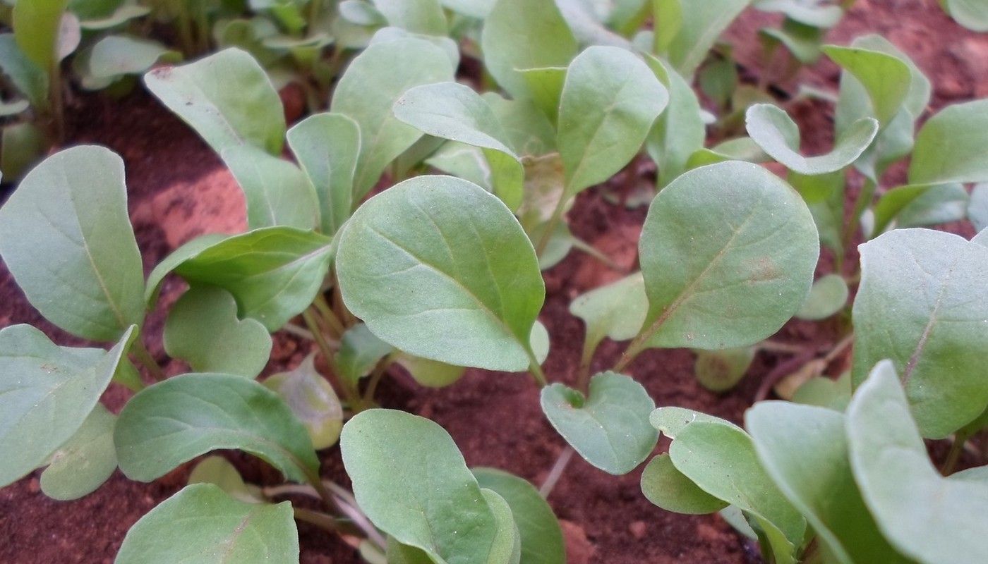 A Complete Guide to Growing Arugula in the Garden
