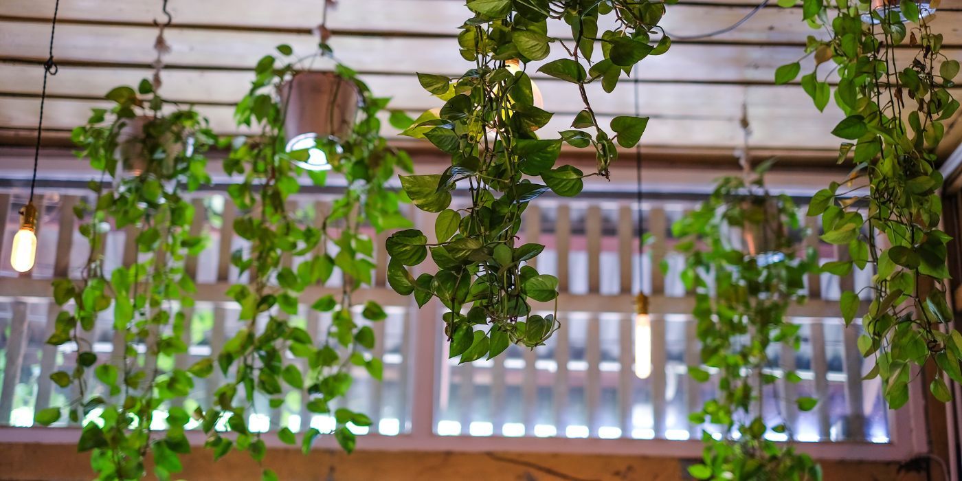 Try These Houseplant Trends in Your Home Decor