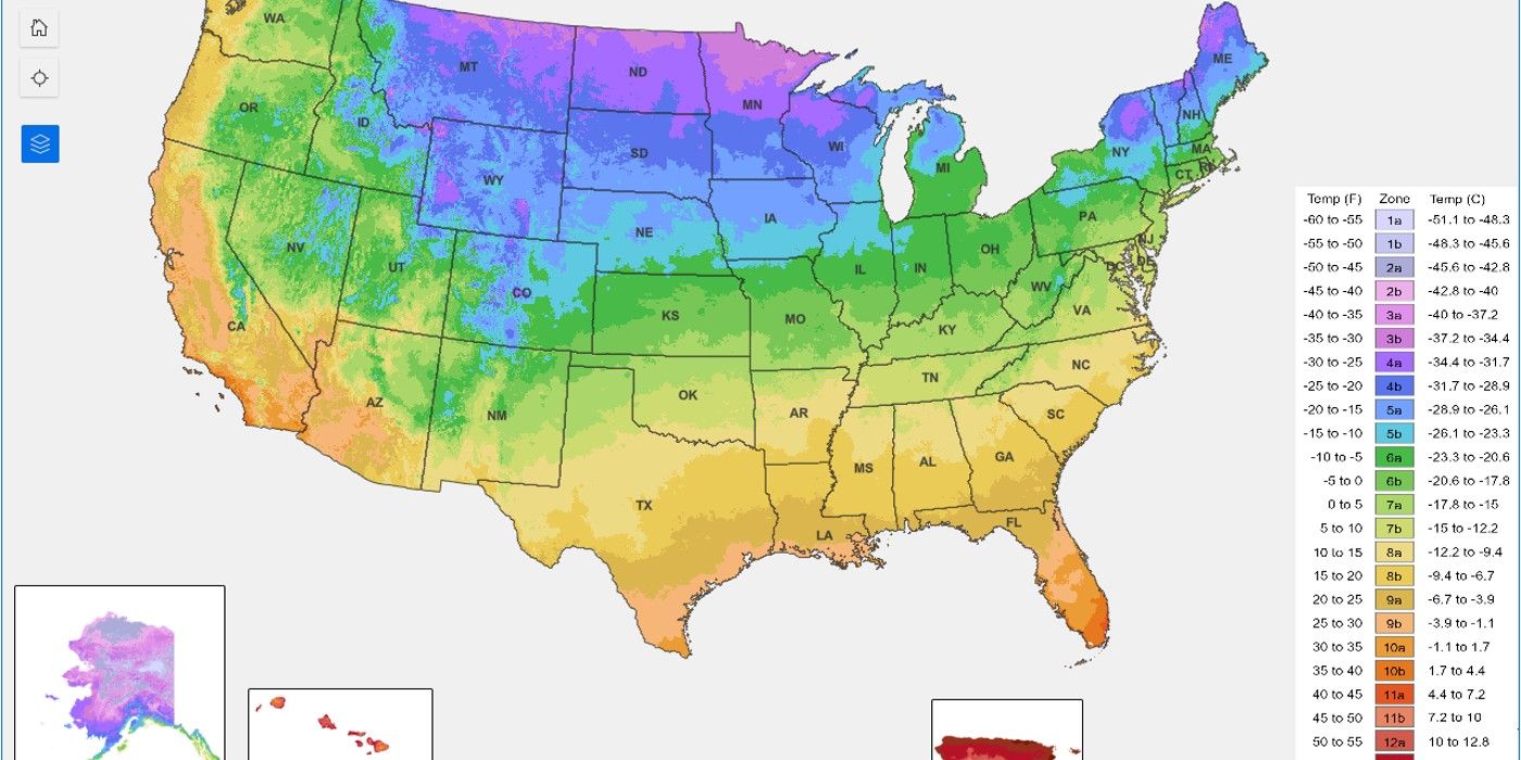 Should You Buy Plants Online?