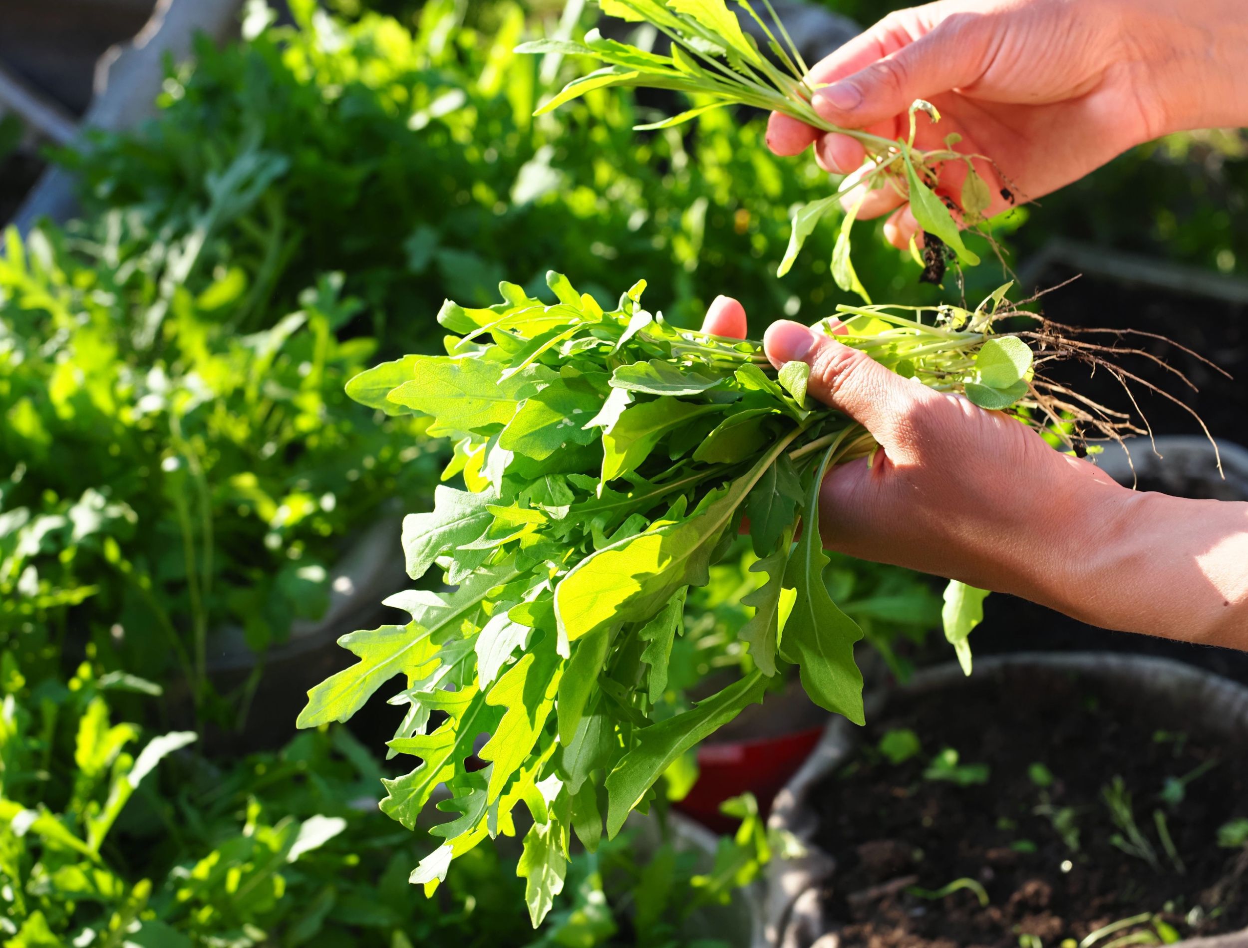 A Complete Guide to Growing Arugula in the Garden
