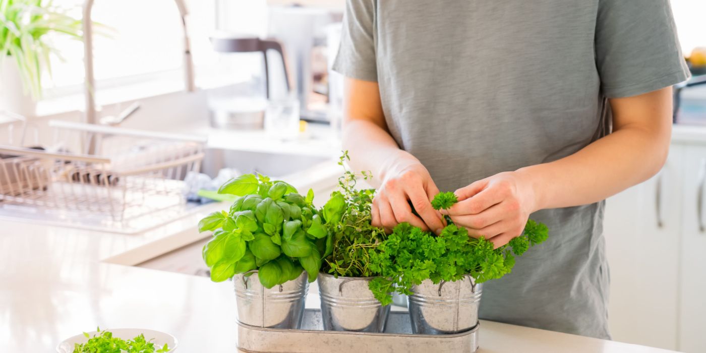 Winter Greens: A Guide to Indoor Parsley Gardening