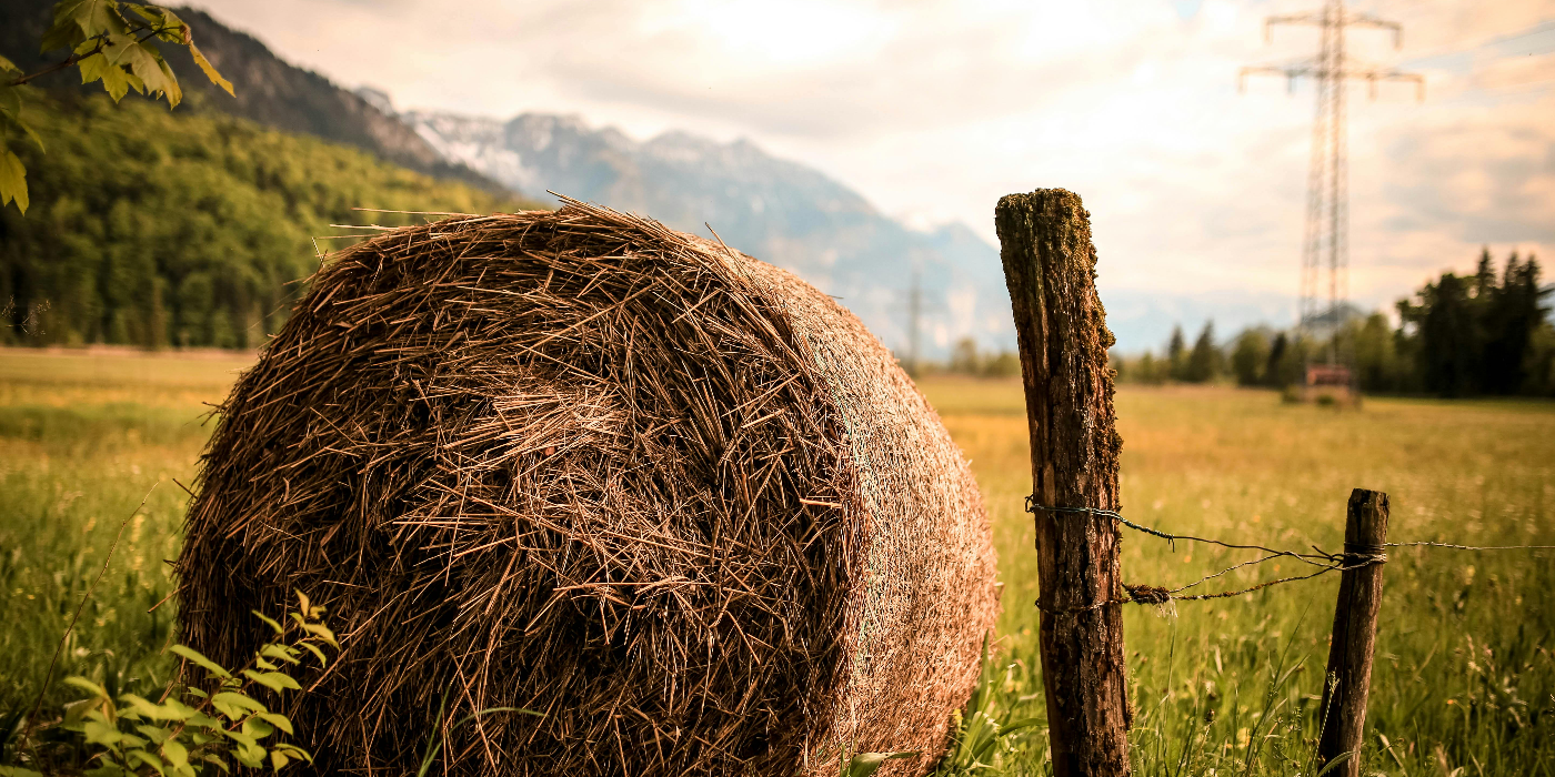 Sayings That Come From Plants: Do You Know Where They Come From?