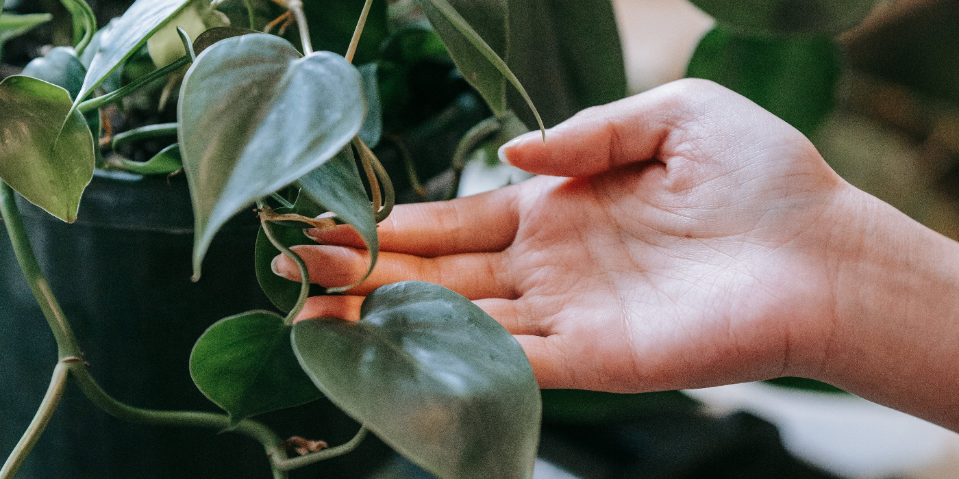 A Guide to Cold Tolerant Plants for a Cozy Home