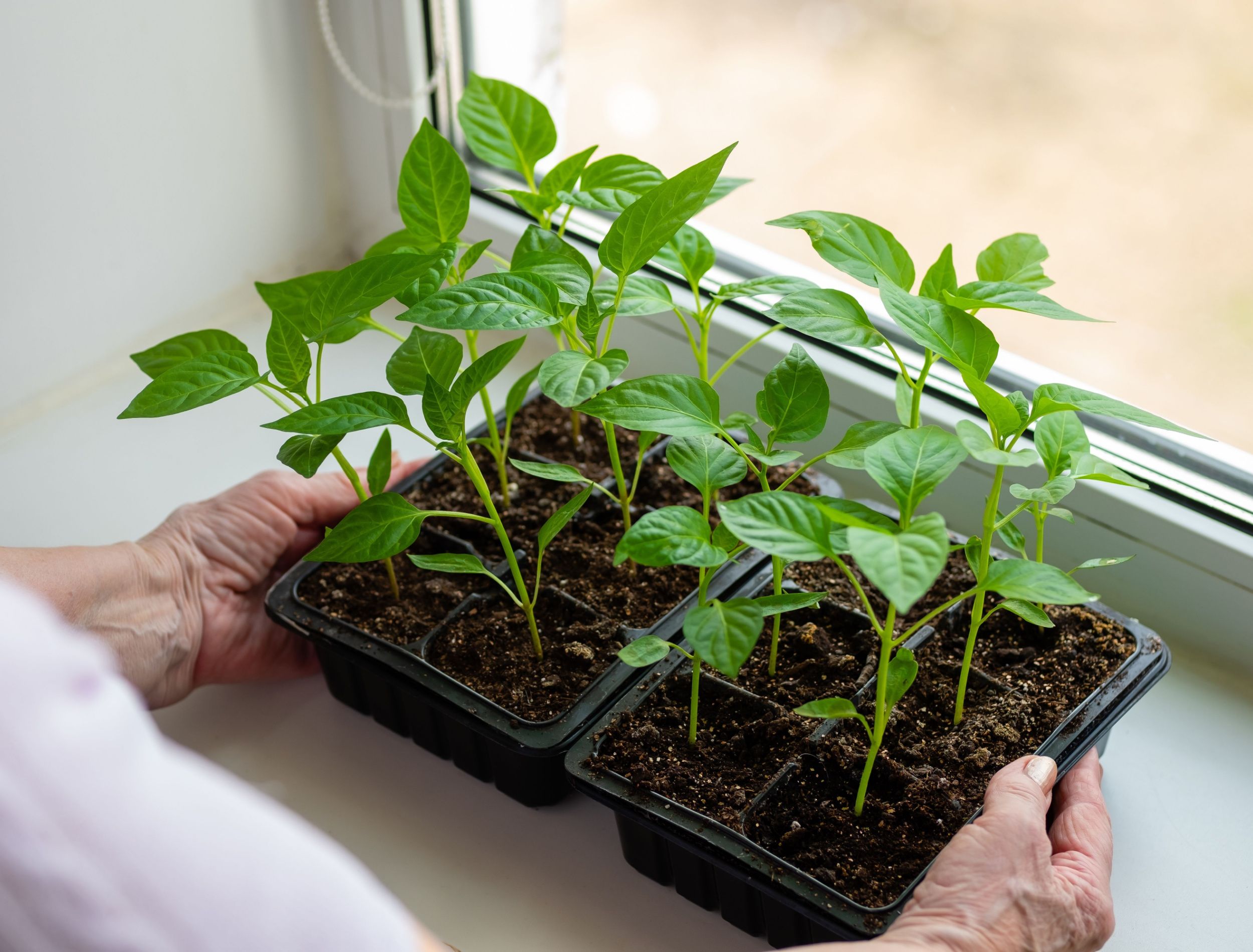 Winter Gardening Strategies for Southern California Gardens