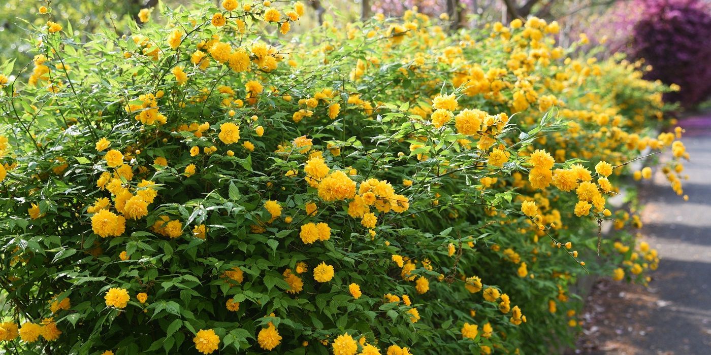 Plant These Early Blooming Spring Flowers Now