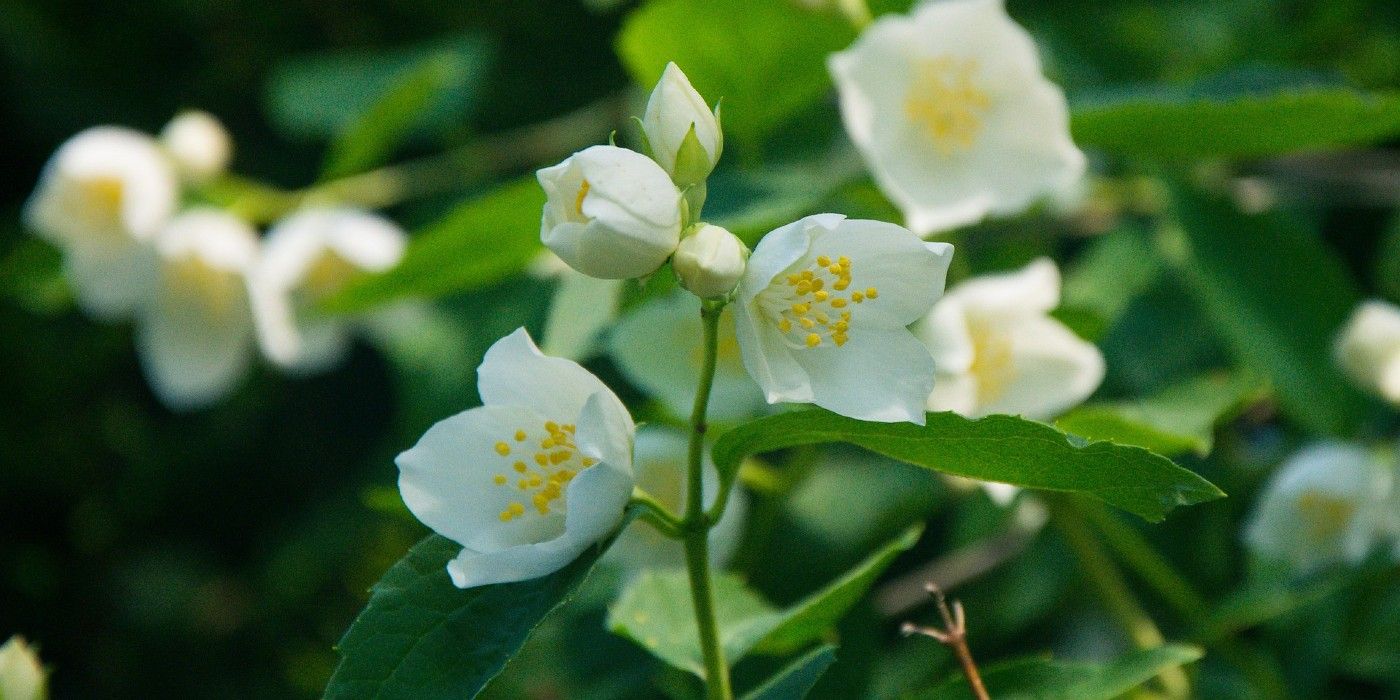 The Beauty Within: 9 Flower Names and Their Meanings