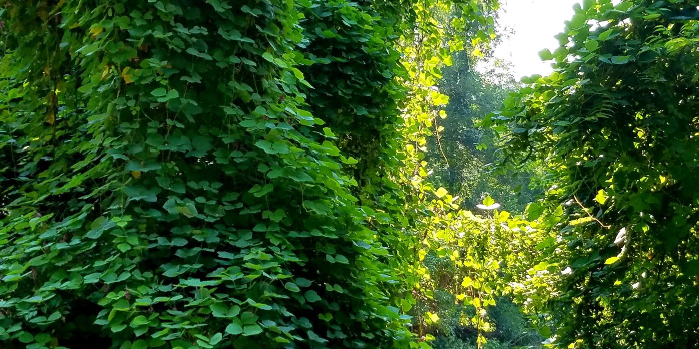 Understanding and Managing Invasive Plants