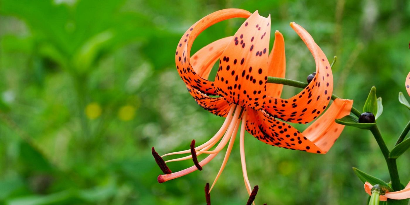 The World's Deadliest Plants Are Often Beautiful