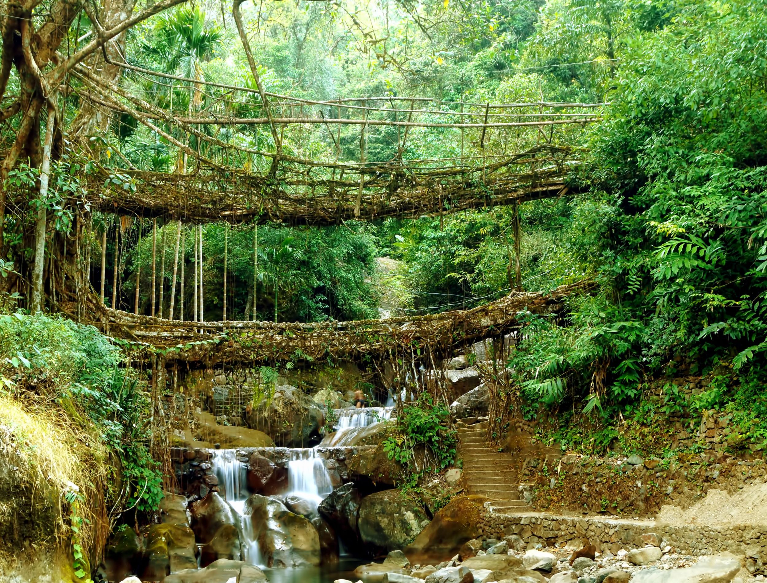 Ideas For Creating Your Own Living Root Bridge