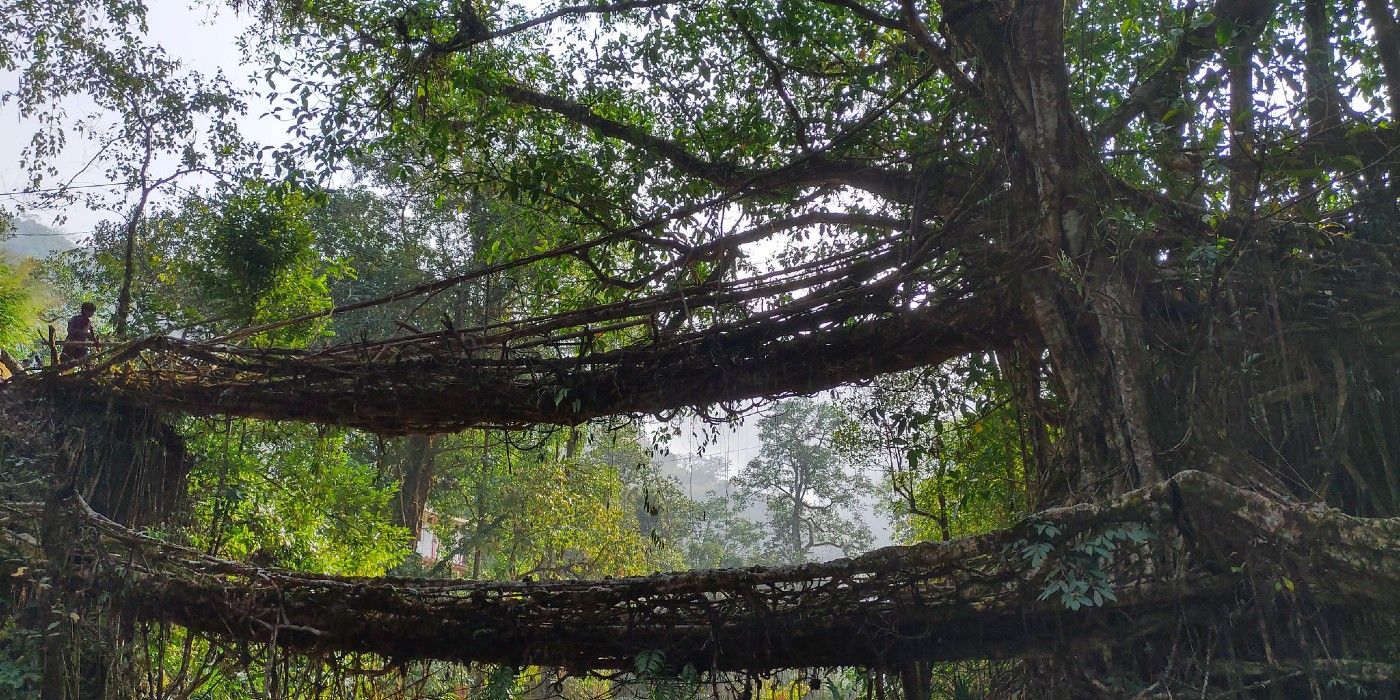 Ideas For Creating Your Own Living Root Bridge