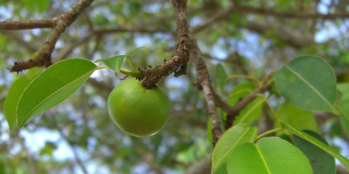 The World's Deadliest Plants Are Often Beautiful