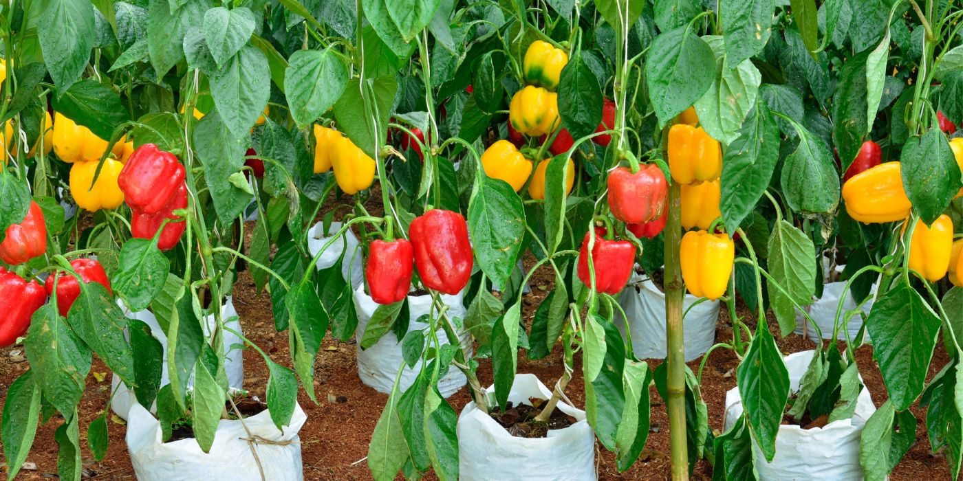 7 Most Financially Rewarding Homegrown Plants