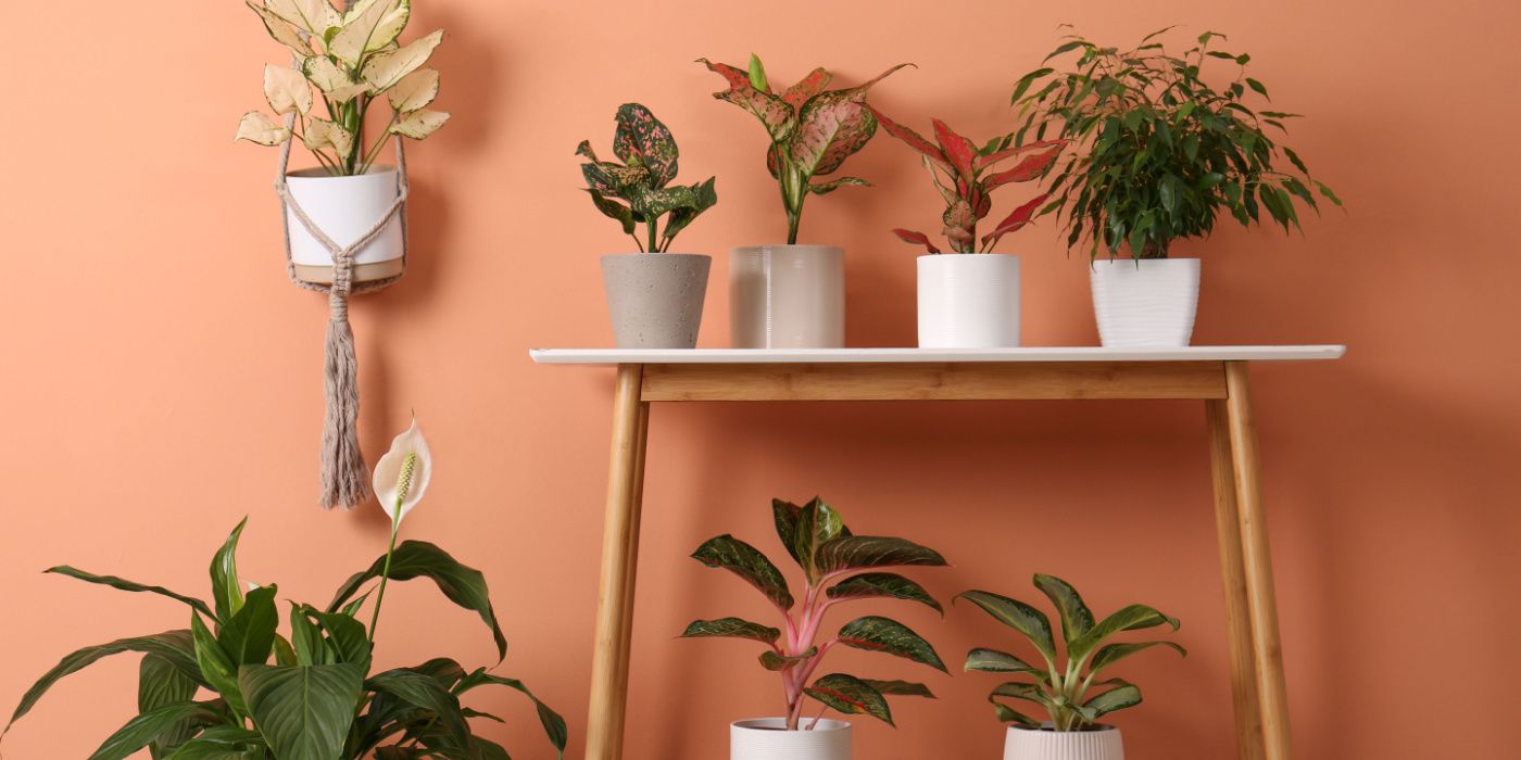 Clever Ways to Add Peach Fuzz Colors to Your Decor