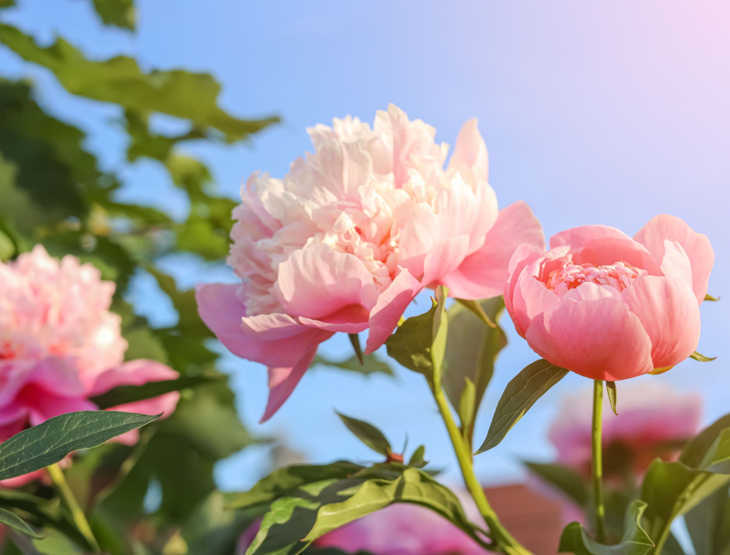 Trendy Blooms Means A Trendy Garden. Here's What To Plant This Spring!