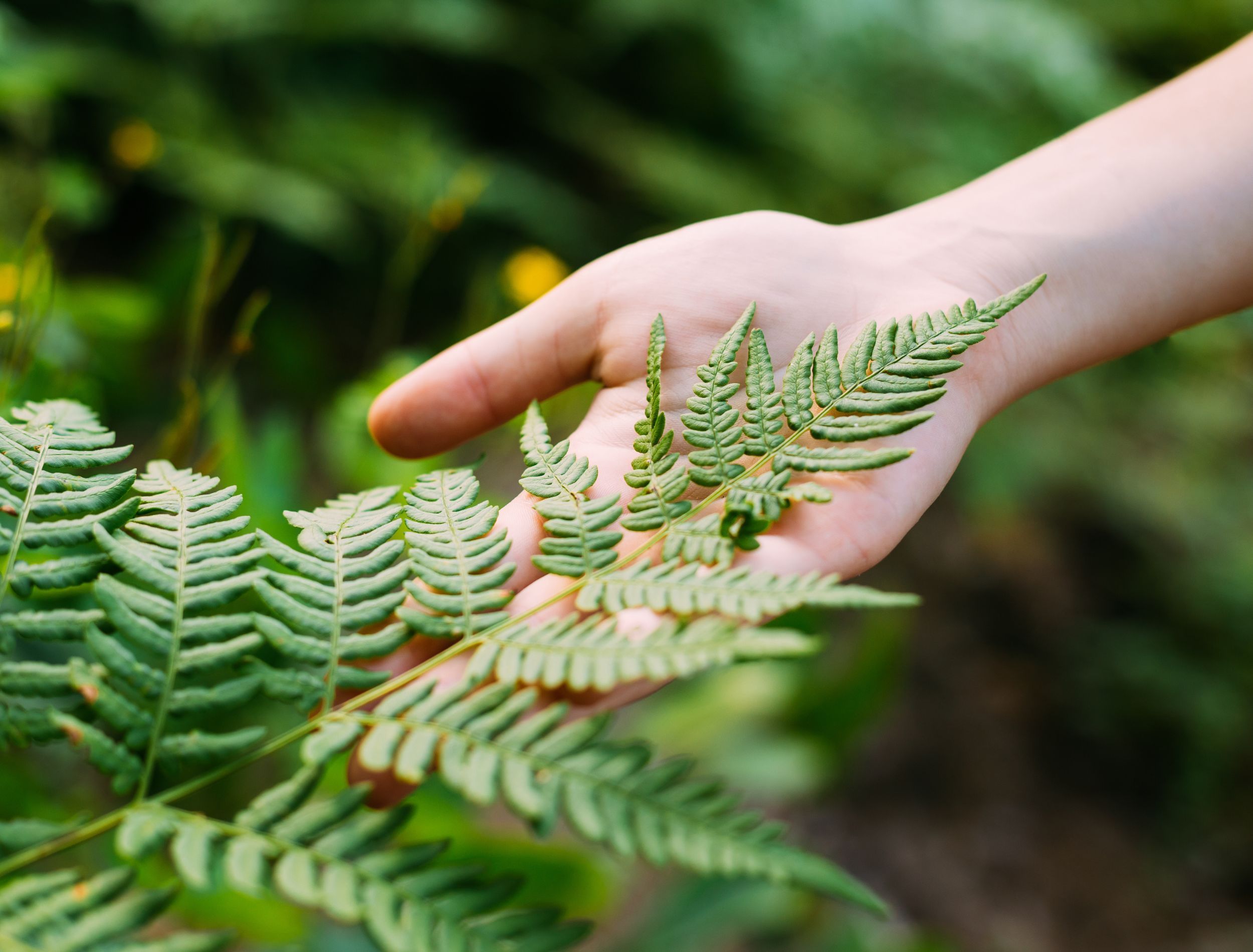 Discover Ferns With Zombie Leaves and Jurassic Ancestors