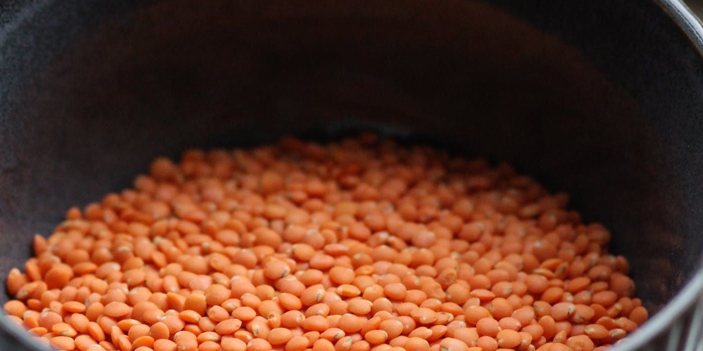 Apocalypse-Proof Flora: 8 Plants Safeguarded by the Global Seed Bank