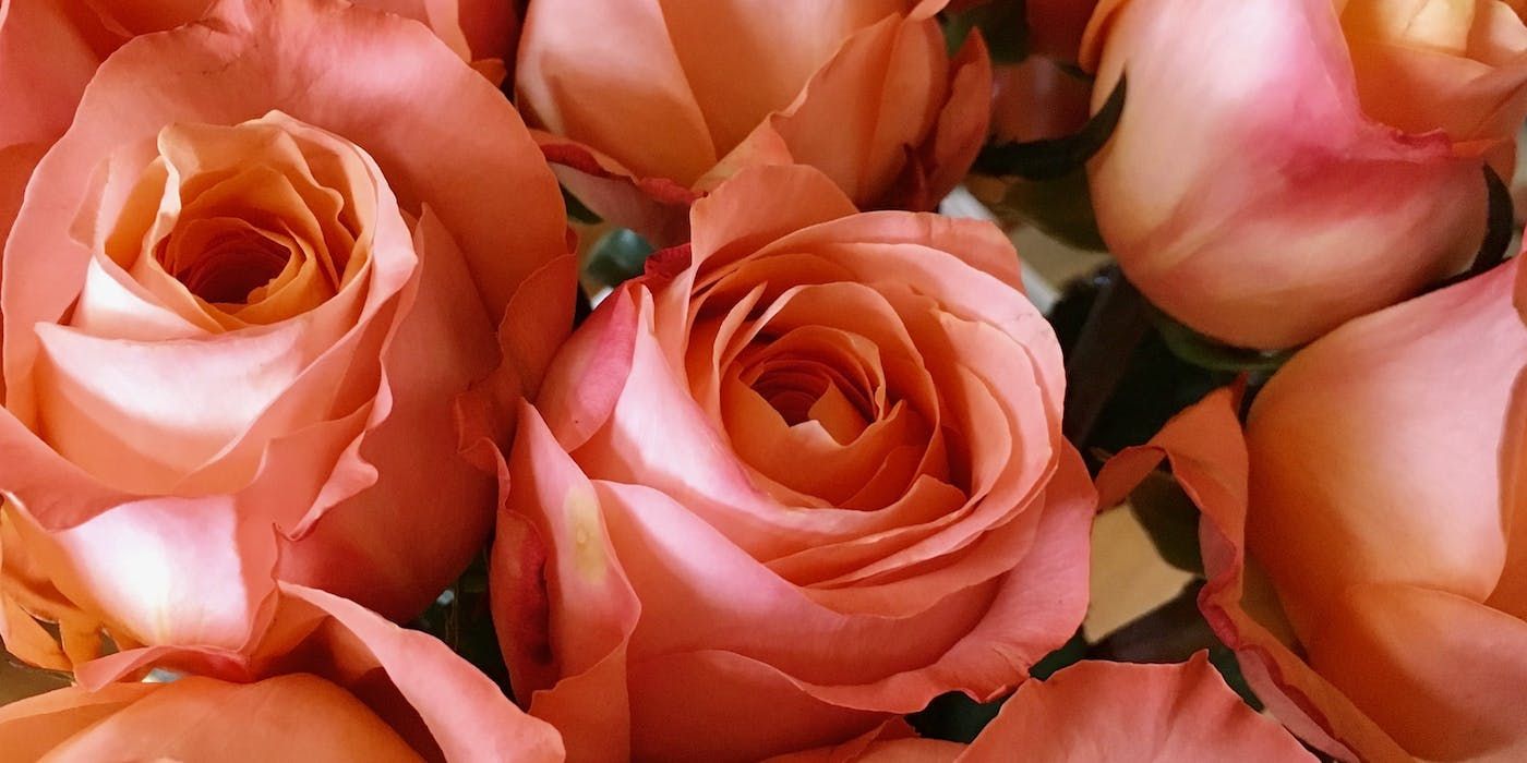 Eternity Roses: The Ultra-Luxe Eternity Flowers for A-Listers