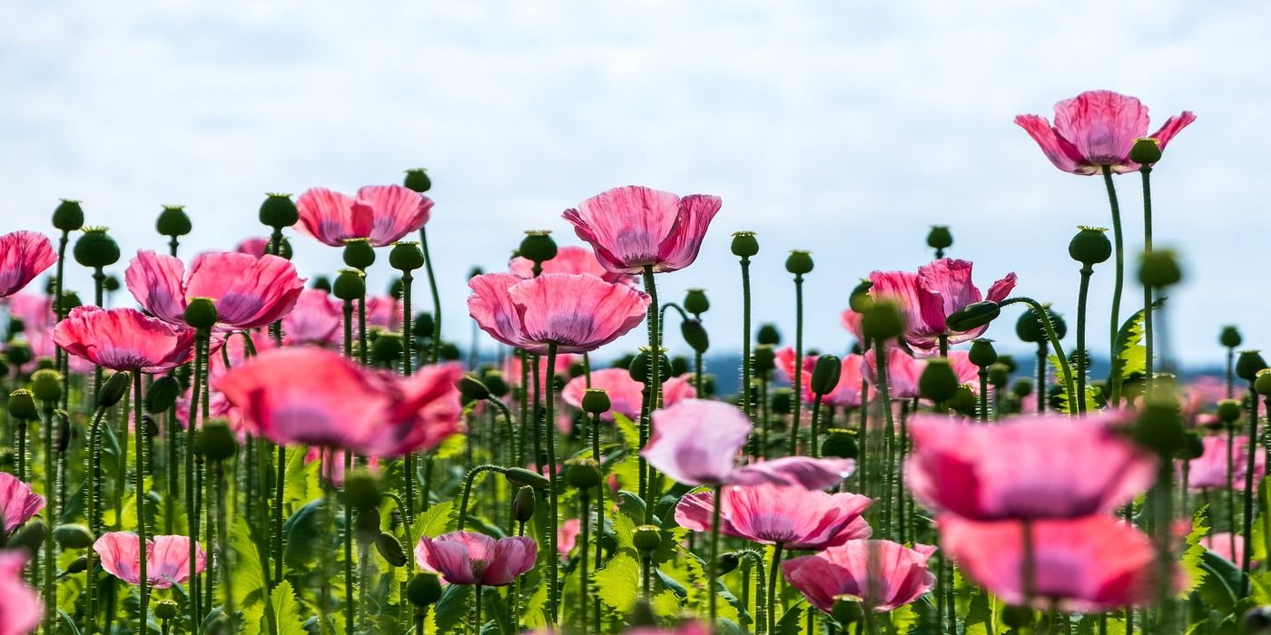 A Guide to Planting and Caring for Stunning Poppies