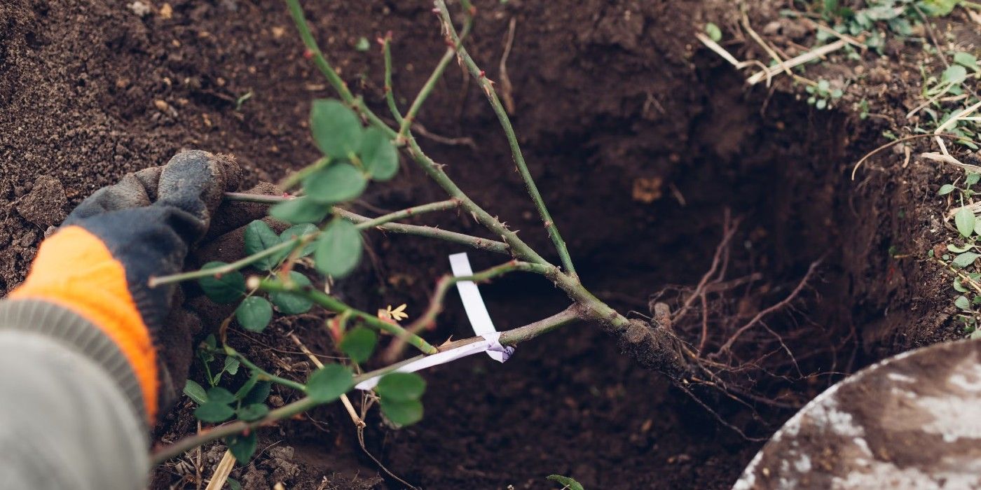 Tips for Planting and Caring for Bare Root Trees in the Southwest