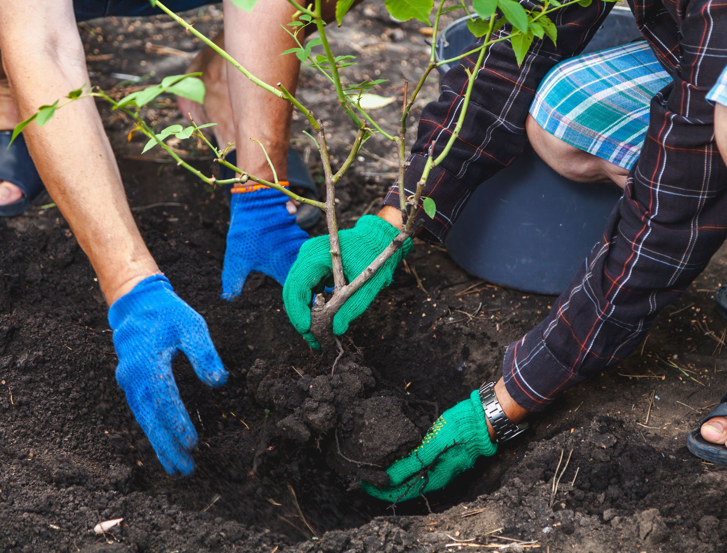 Tips for Planting and Caring for Bare Root Trees in the Southwest