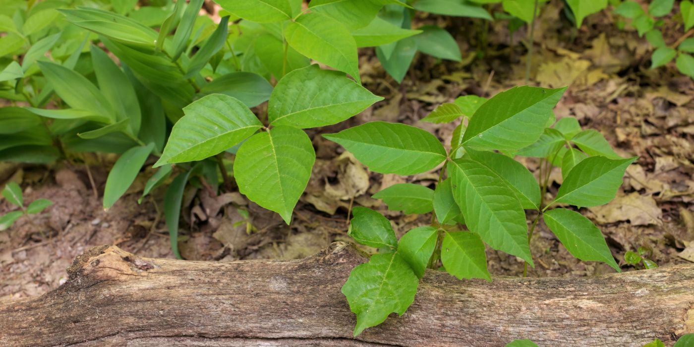 Recognizing Poison Ivy and Staying Safe Outdoors