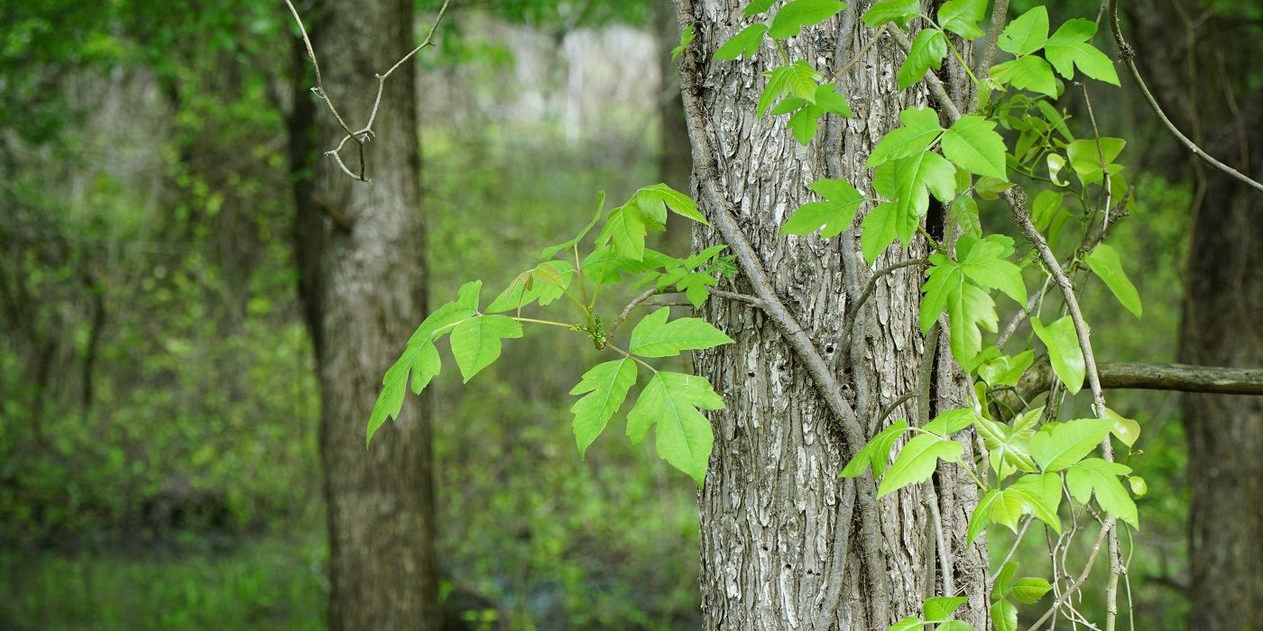 The World's Deadliest Plants Are Often Beautiful
