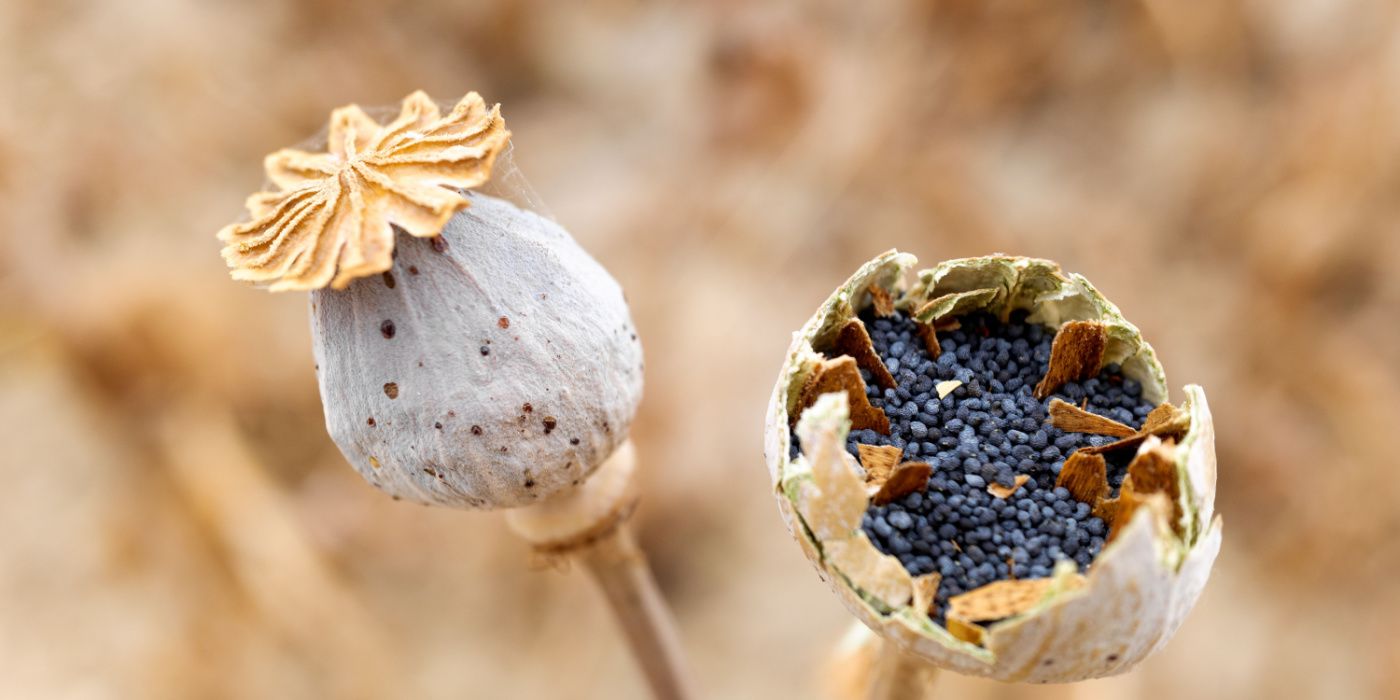 A Guide to Planting and Caring for Stunning Poppies