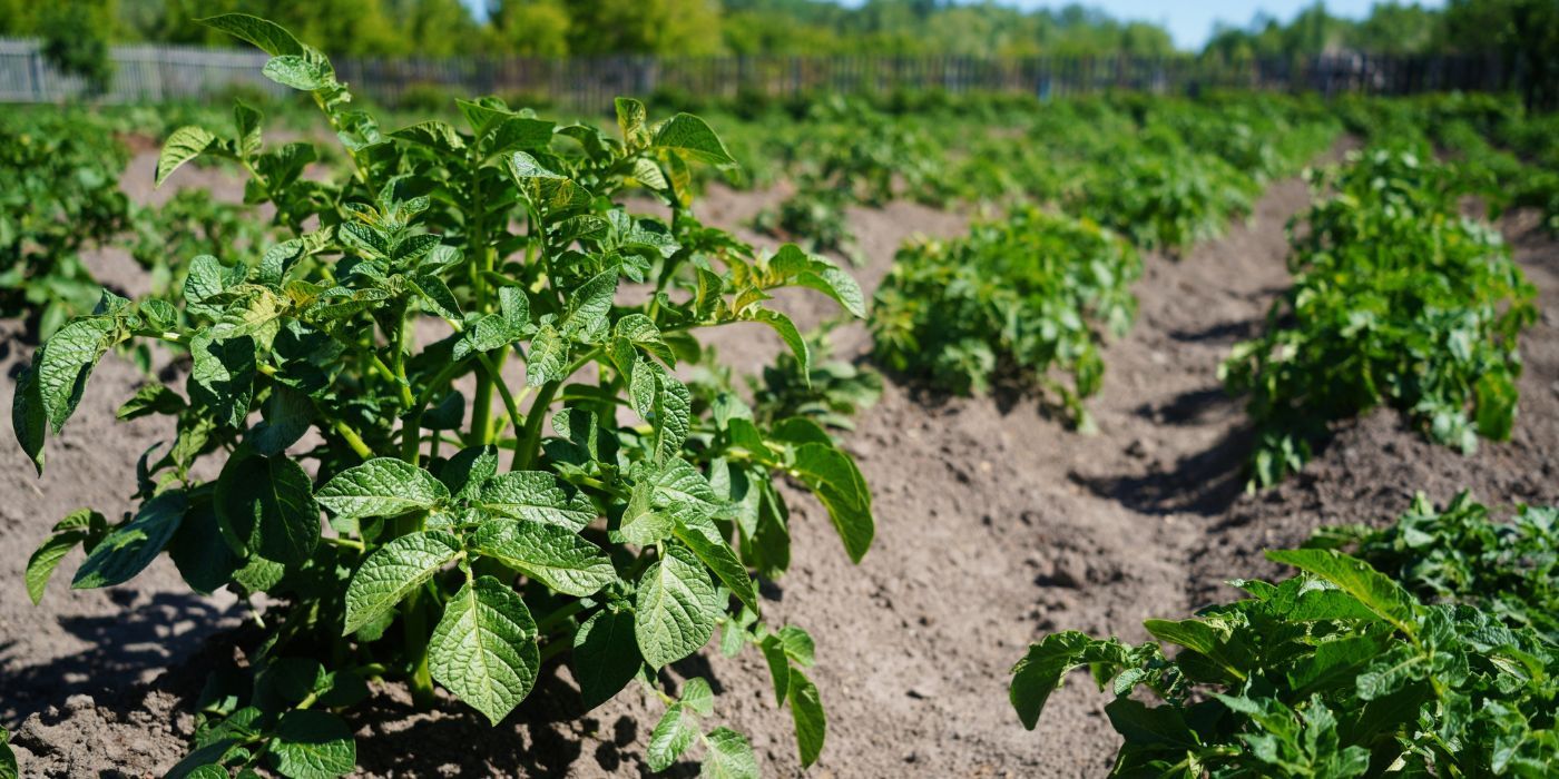 Why You Should Start Potatoes in Your Winter Garden