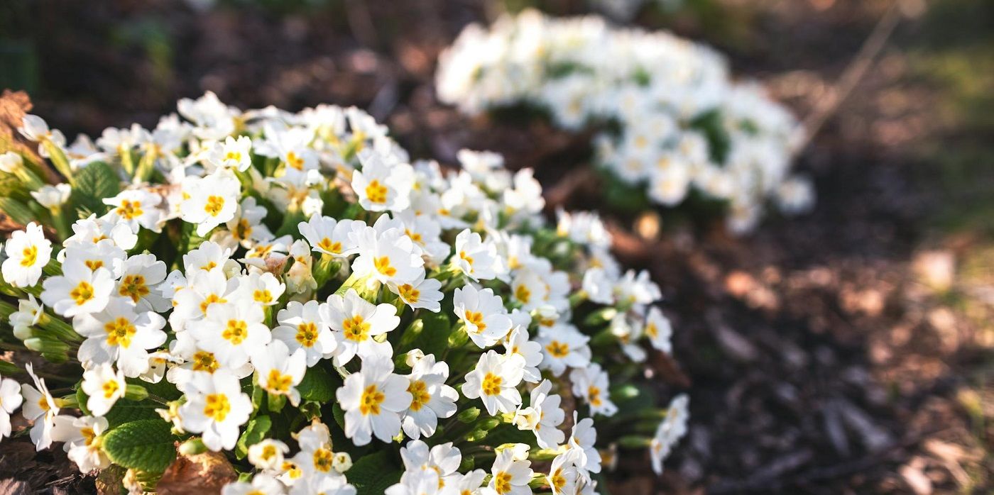 Plant These Early Blooming Spring Flowers Now