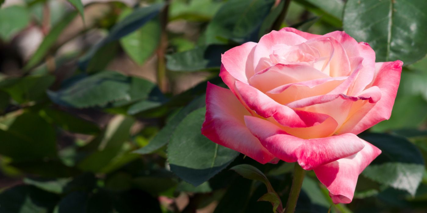 Which Royals Get Roses for Valentine's Day?