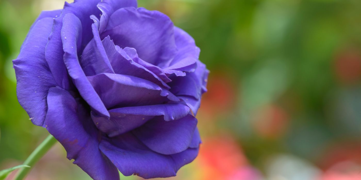 What Do The Different Colors of Roses Mean?