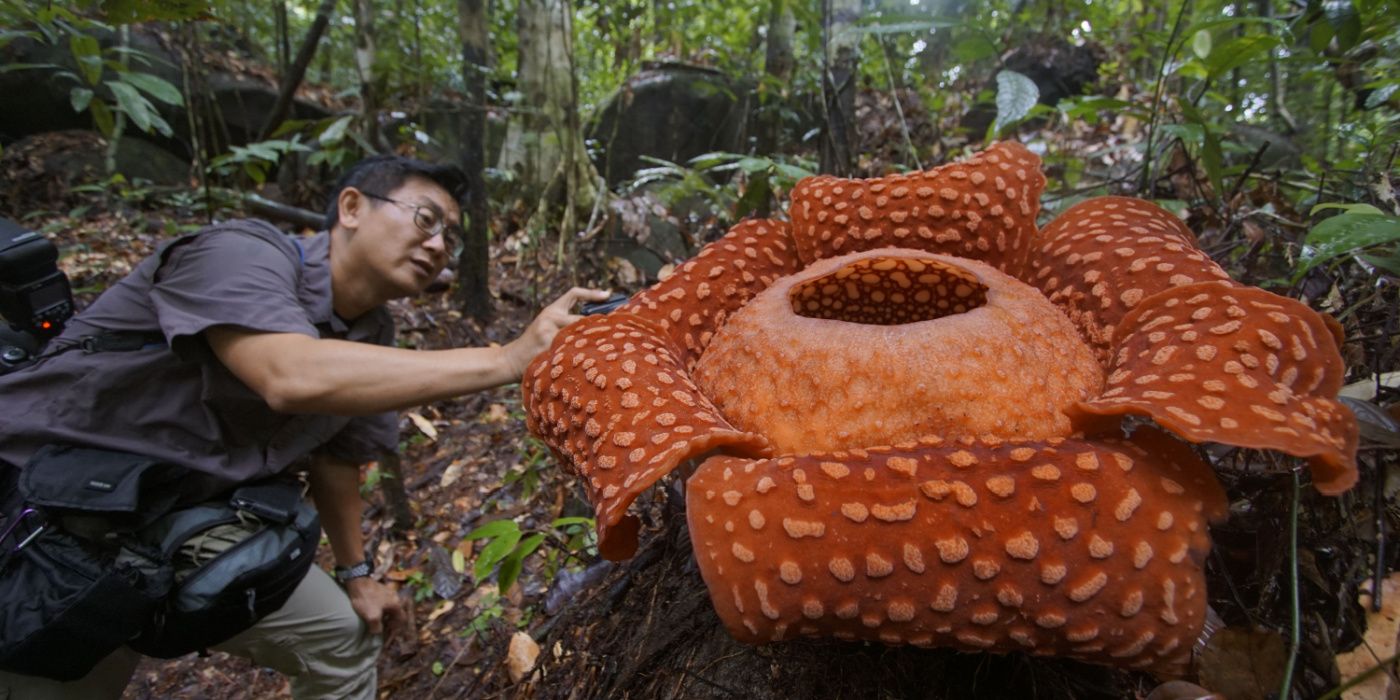 The Biggest Flower in the World May Also Smell the Worst!