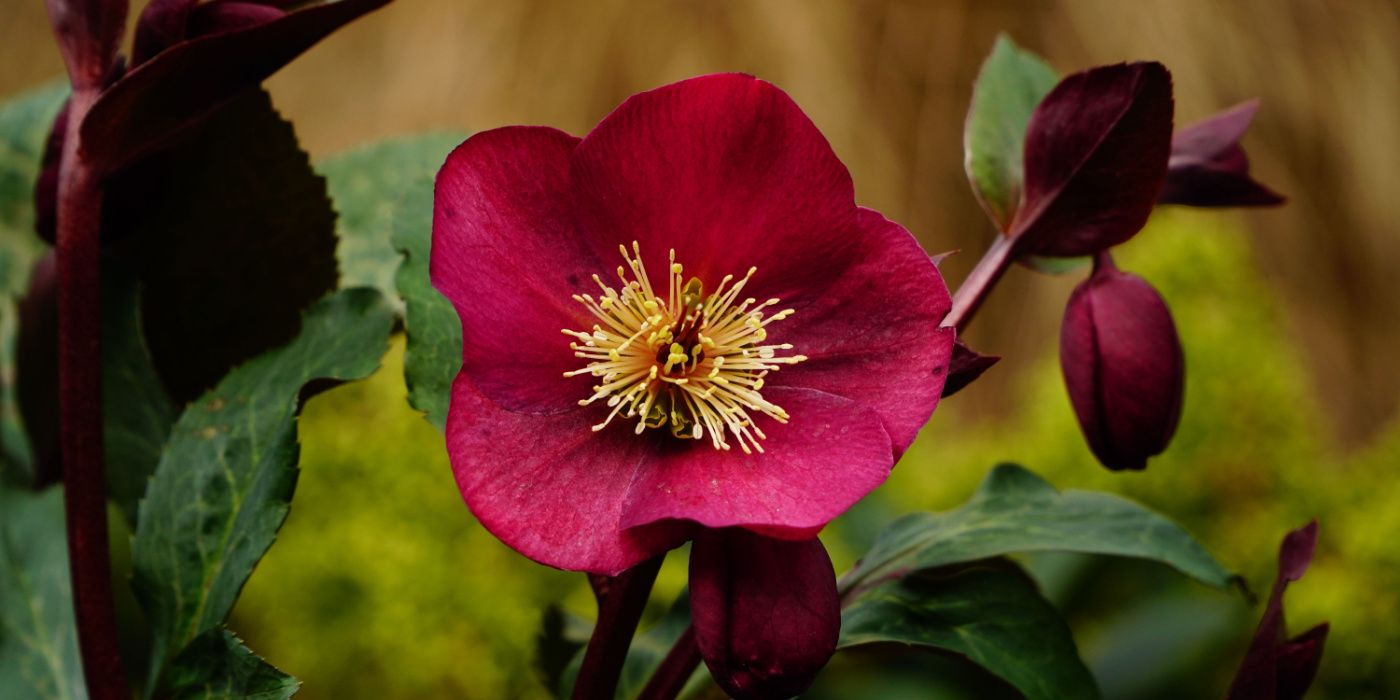 How to Grow Hellebores