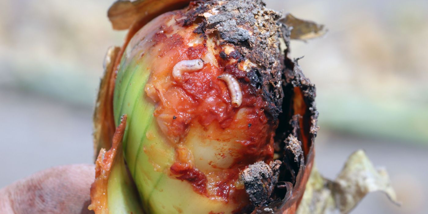 6 Pests You Will See in Early March