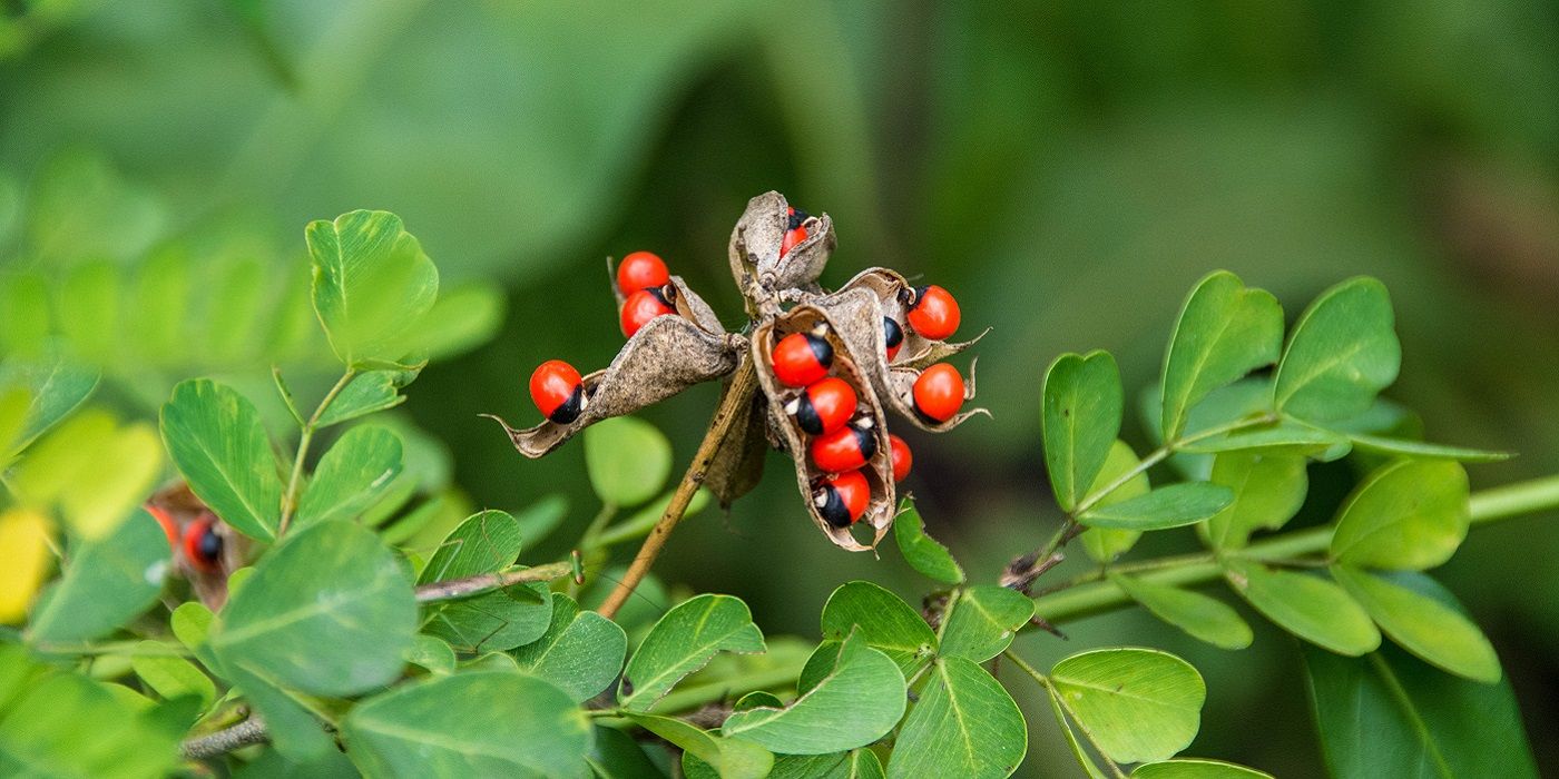 The World's Deadliest Plants Are Often Beautiful