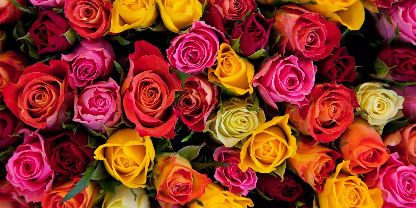 How Roses Became a Symbol of Love