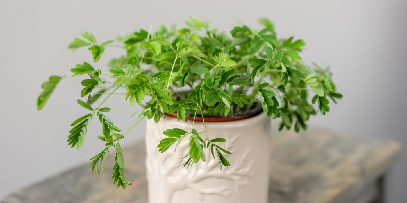 Discover Ferns With Zombie Leaves and Jurassic Ancestors