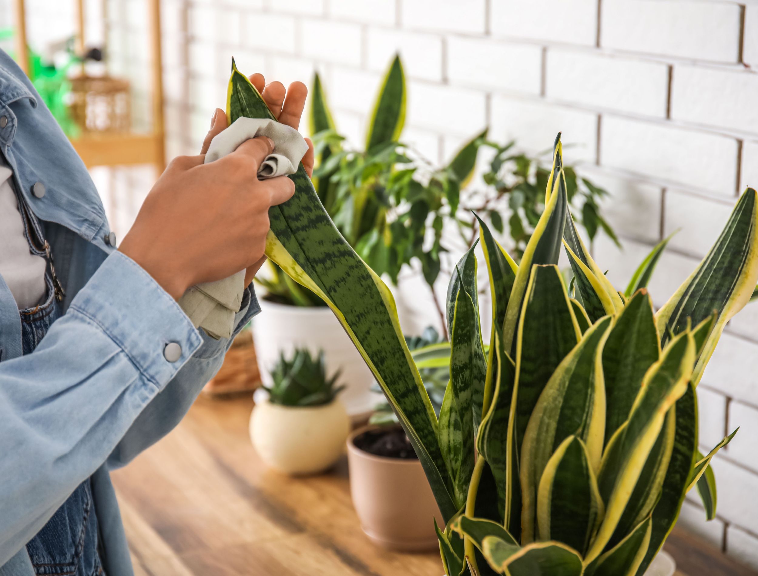 How To Select Drought Tolerant Houseplants